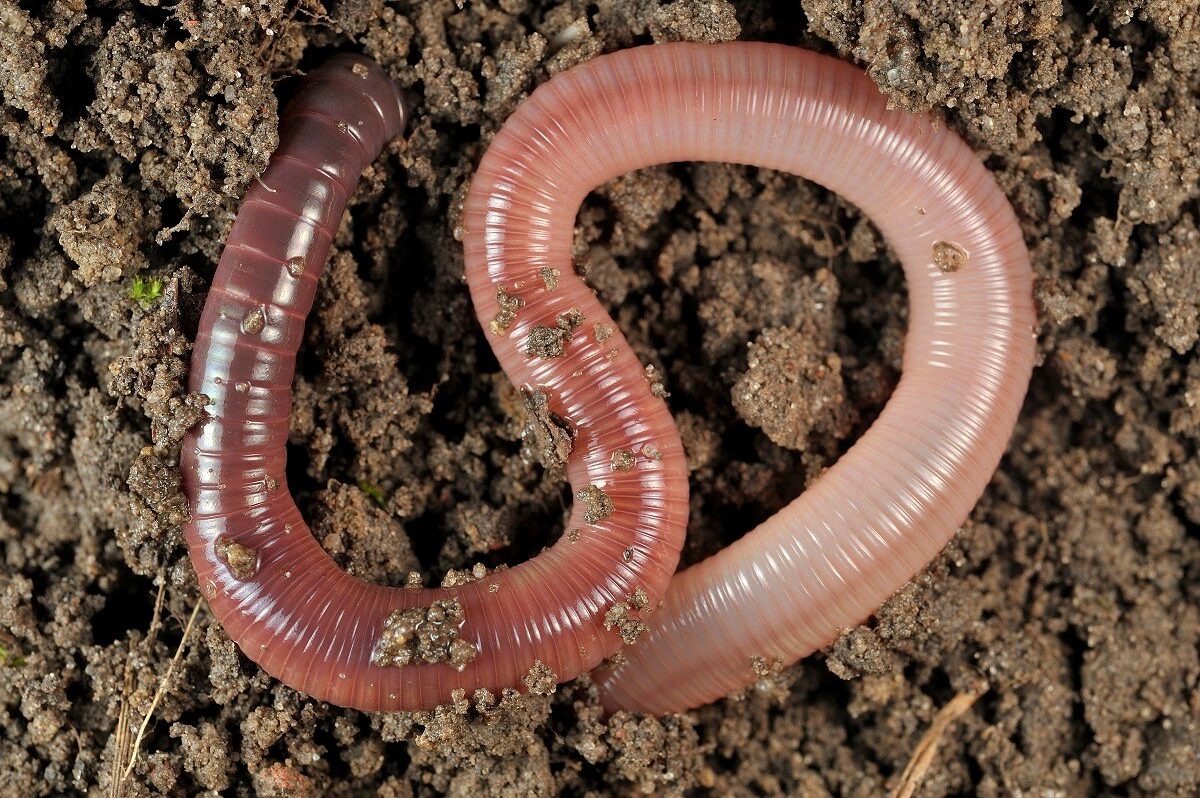 Tindemans Graszoden Regenwormen in Gras | Oorzaken, Voordelen en ...